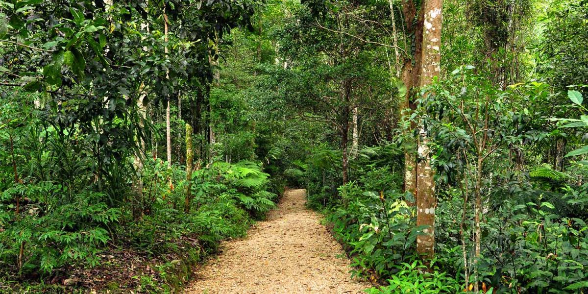 Private walking tracks and rainforest hikes, on the border of ...