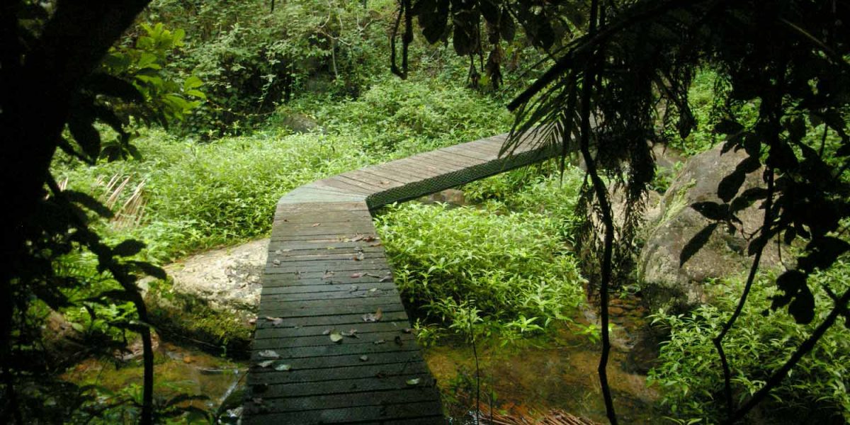 Private walking tracks and rainforest hikes, on the border of ...