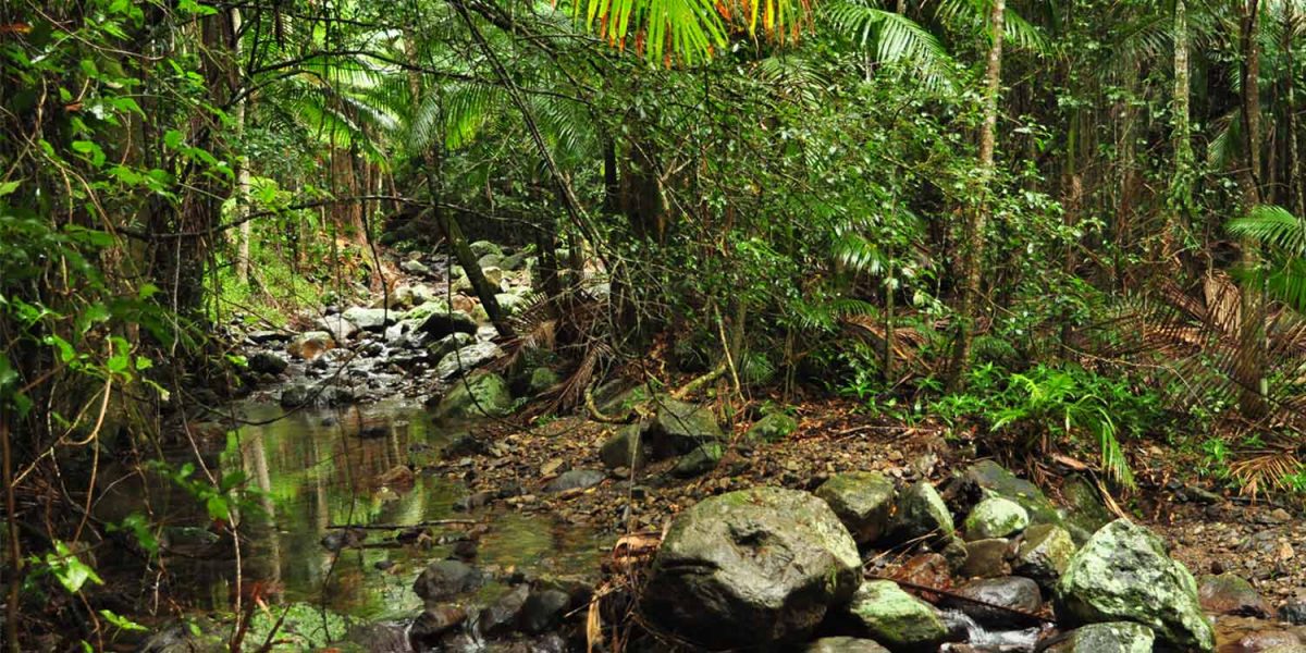 Private walking tracks and rainforest hikes, on the border of ...